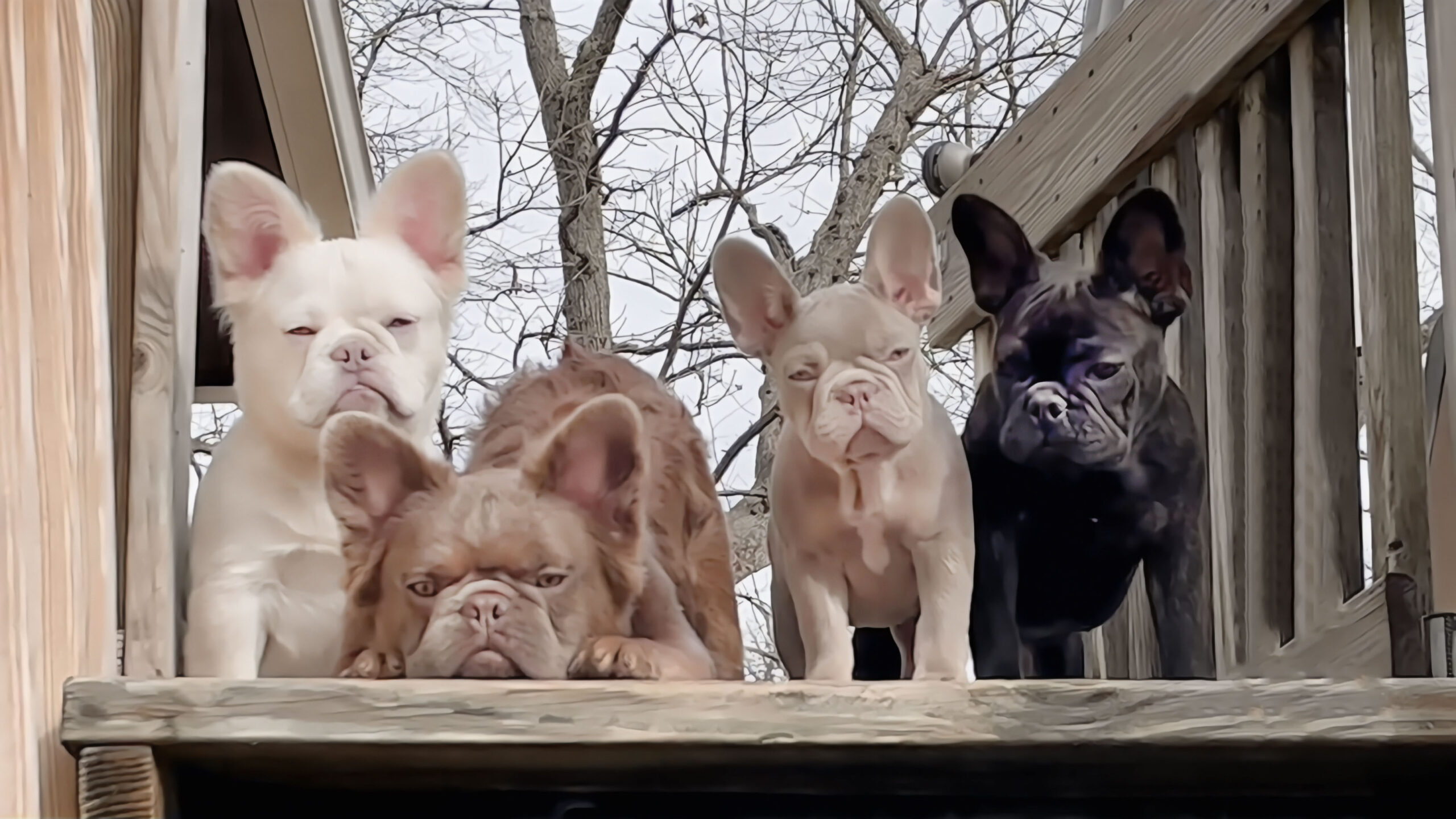 HONOR ROLL FRENCHIES – Honor Roll